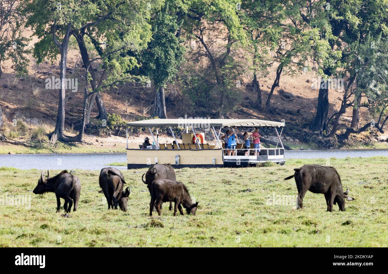 Chobe River cruise - people doing a boat safari to see wildlife, Chobe ...