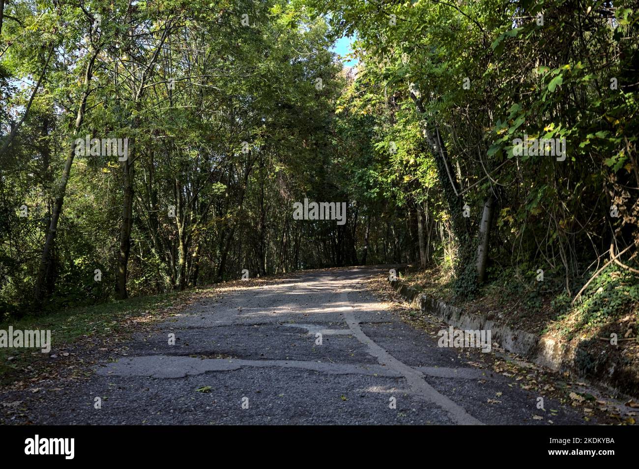 Ascending shady road in a forest on a mountain with trees arching on it ...
