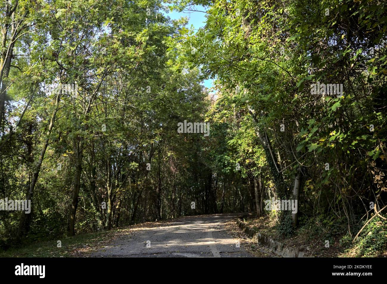 Ascending shady road in a forest on a mountain with trees arching on it ...