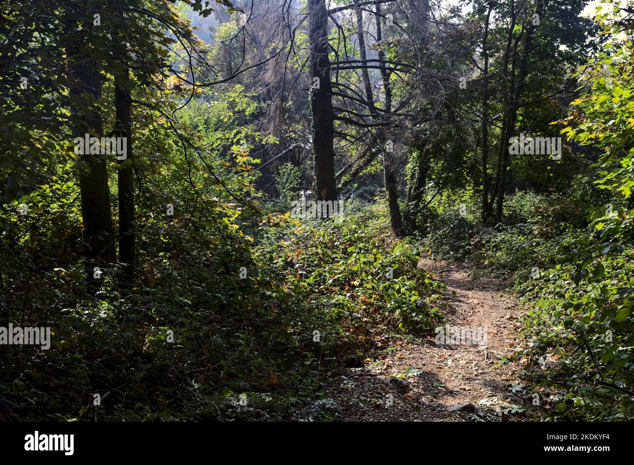 Trail in a forest on a mountain with a fallen tree that makes an arch ...