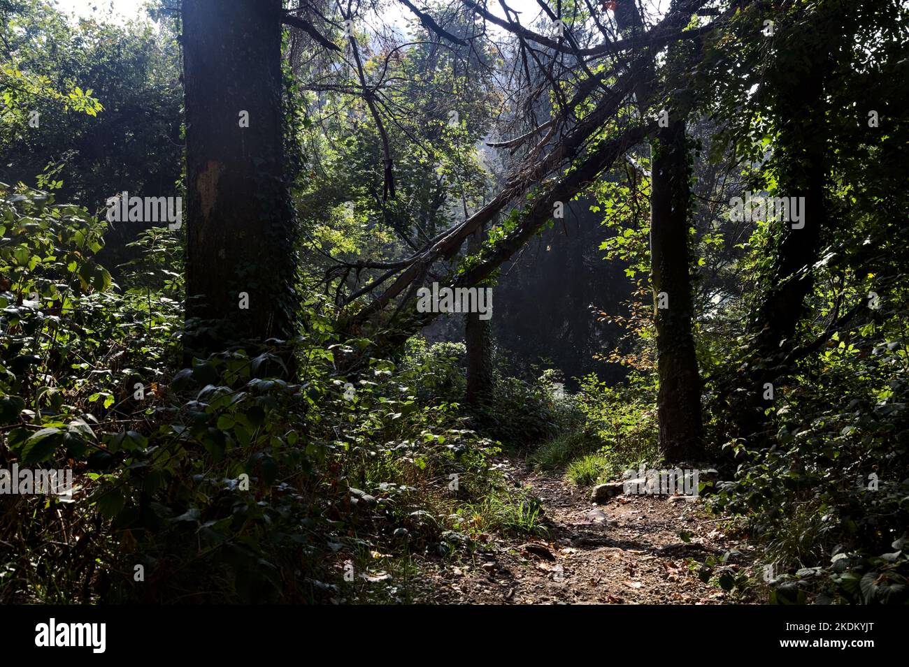 Trail in a forest on a mountain with a fallen tree that makes an arch ...