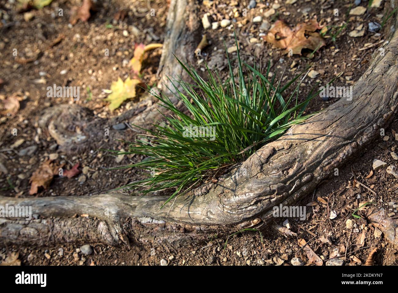 Tuft of grass that grows on a root in a trail seen up close Stock Photo ...