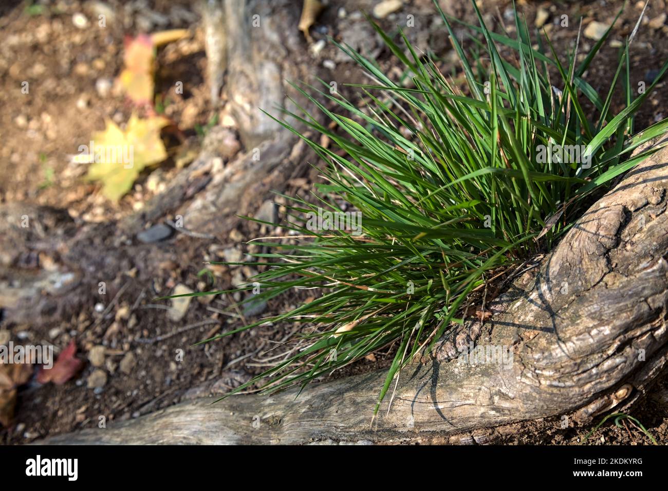 Tuft of grass that grows on a root in a trail seen up close Stock Photo ...
