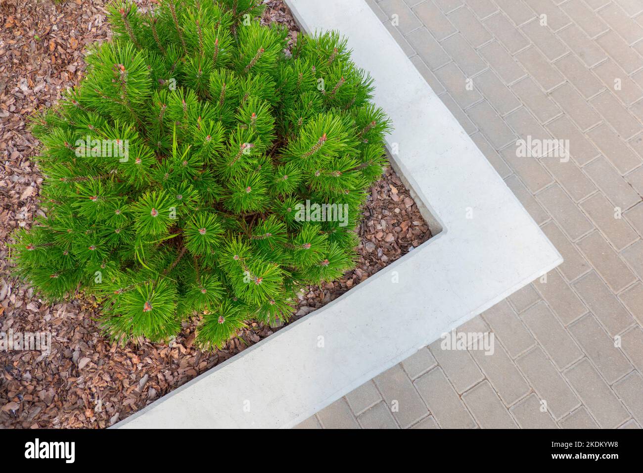 Small pine tree mulched with natural brown bark mulch near pedestrian ...