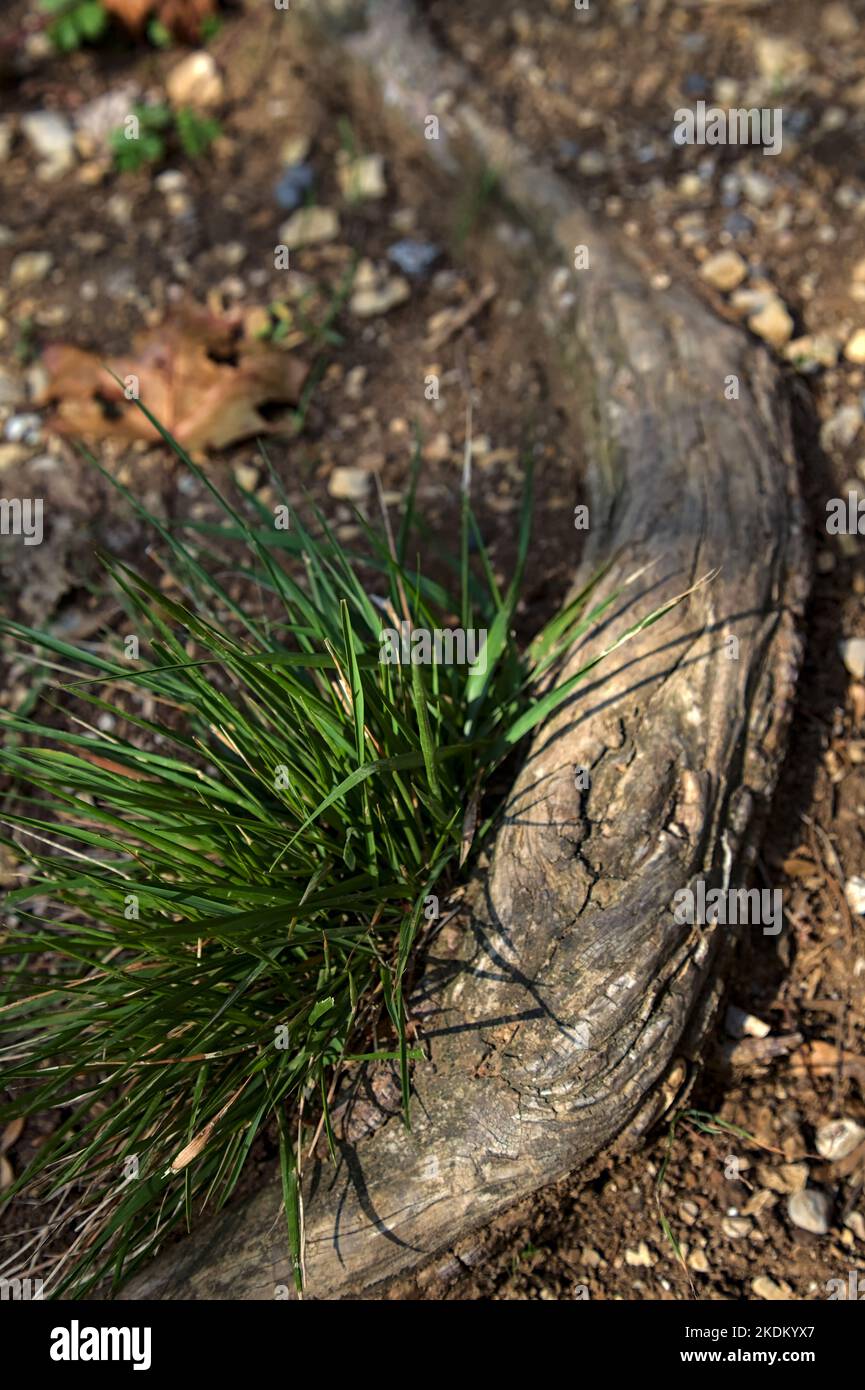 Tuft of grass that grows on a root in a trail seen up close Stock Photo ...