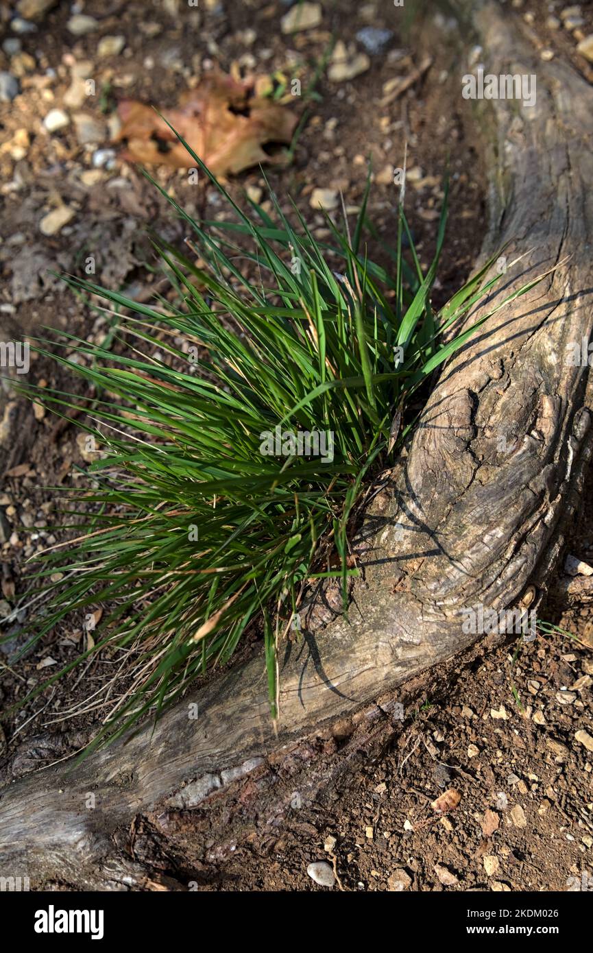 Tuft of grass that grows on a root in a trail seen up close Stock Photo ...