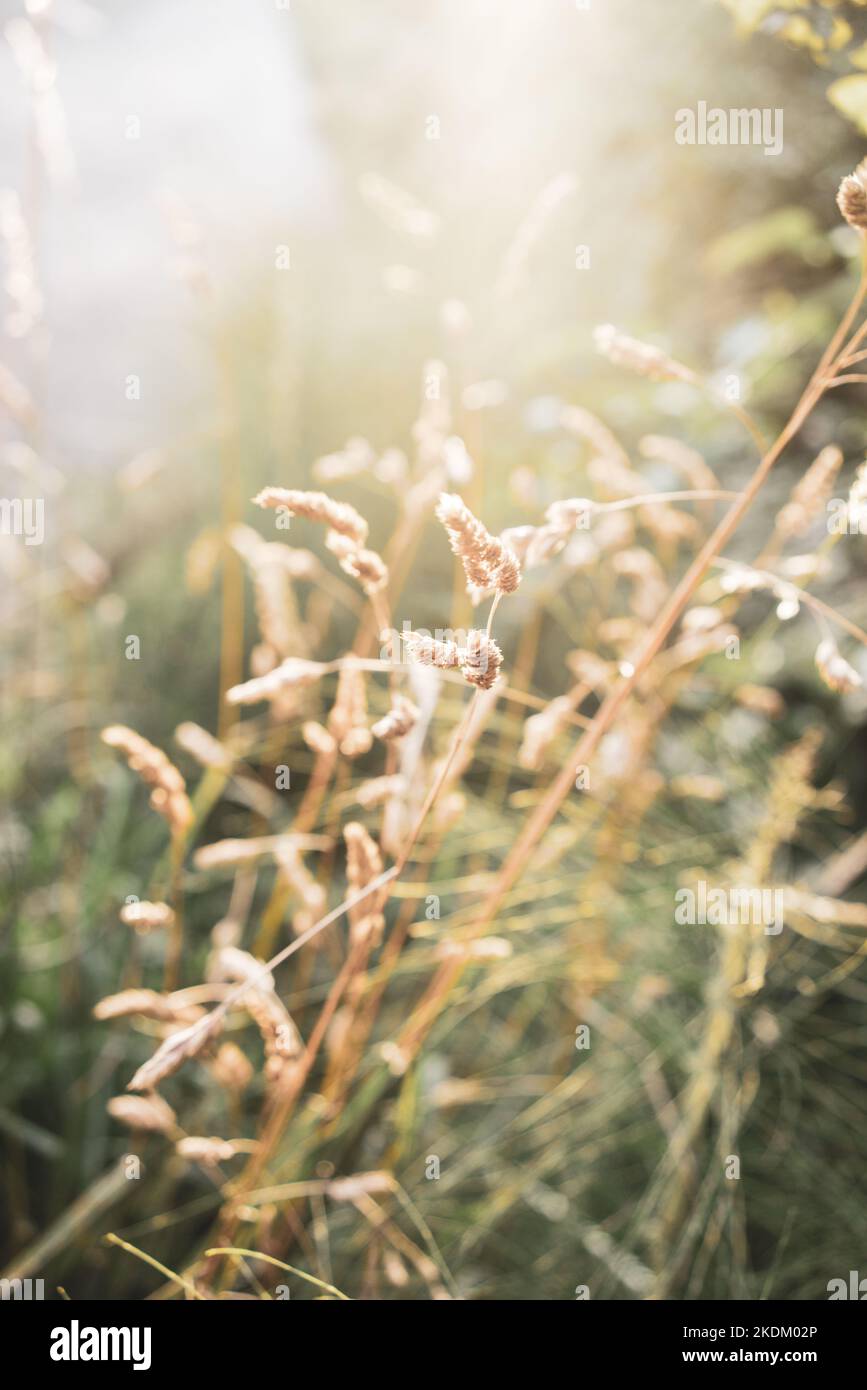 Roadside grasses in the summer in English countryside Stock Photo - Alamy