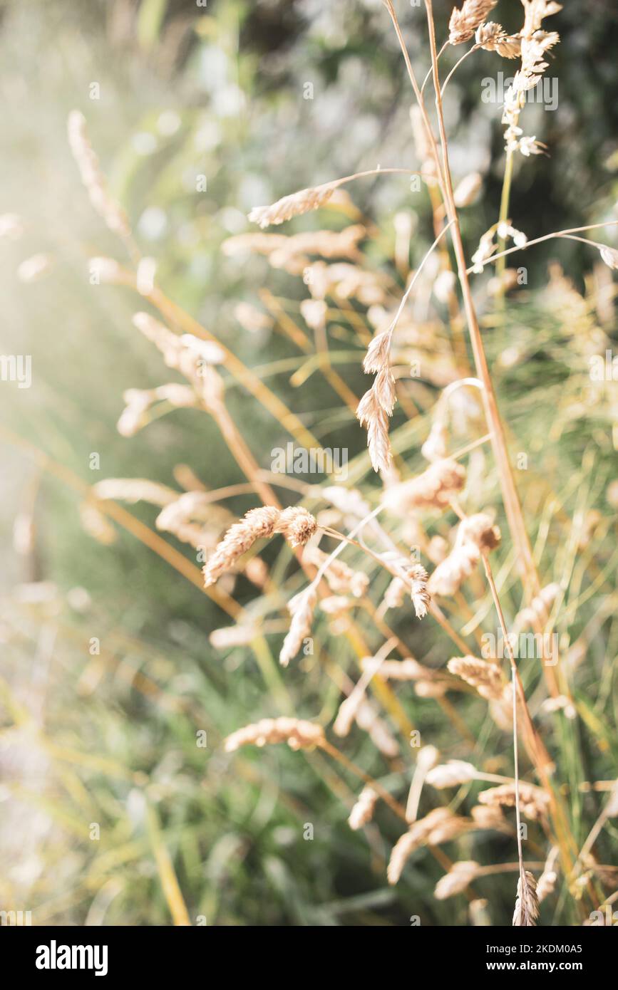 Roadside grasses in the summer in English countryside Stock Photo - Alamy