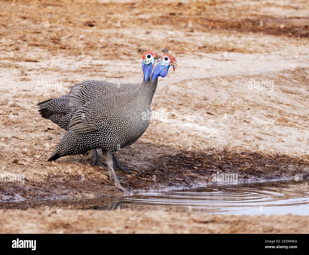 Two Helmeted guineafowl, Numida meleagris, at a waterhole, Savuti ...