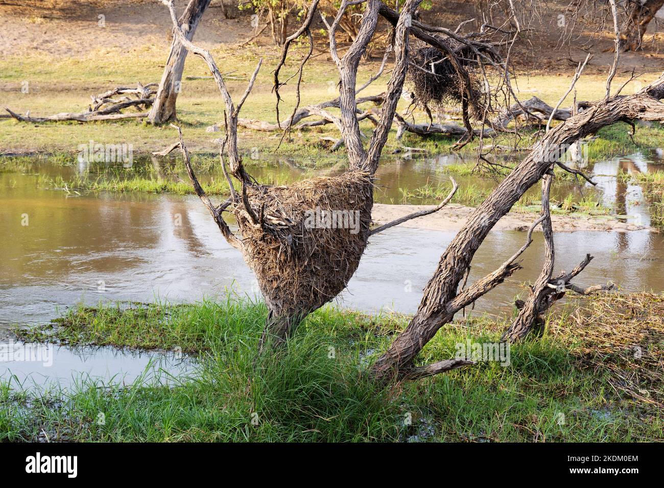 Hamerkop bird nest, A Hamerkop's birds nest - which can be over 2 ...