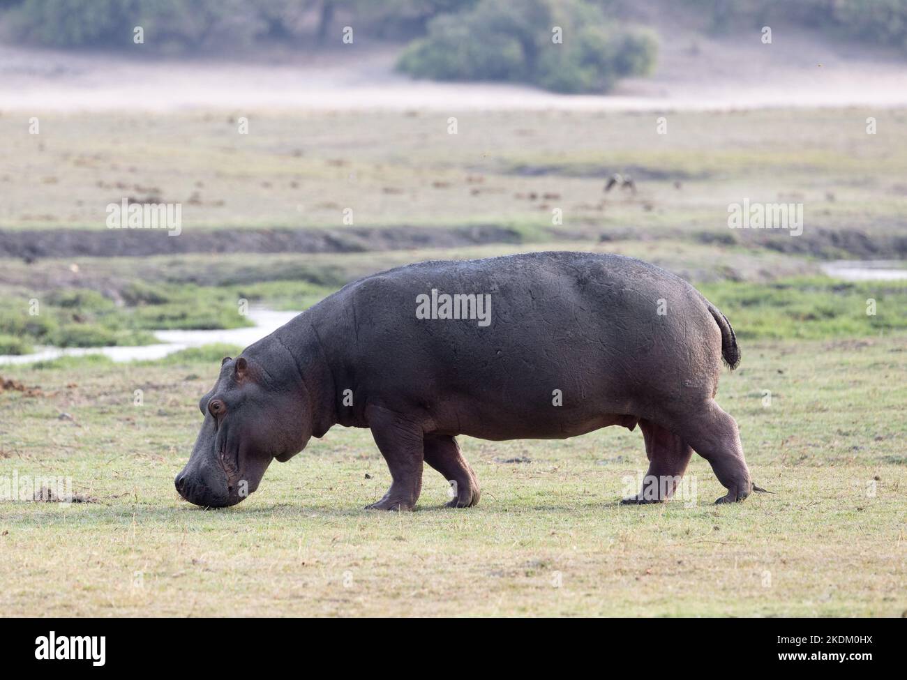 One adult hippopotamus, or Hippo, Hippopotamus amphibius, walking on ...