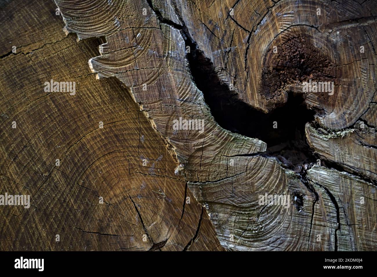 Tree trunk with a crack seen up close Stock Photo - Alamy
