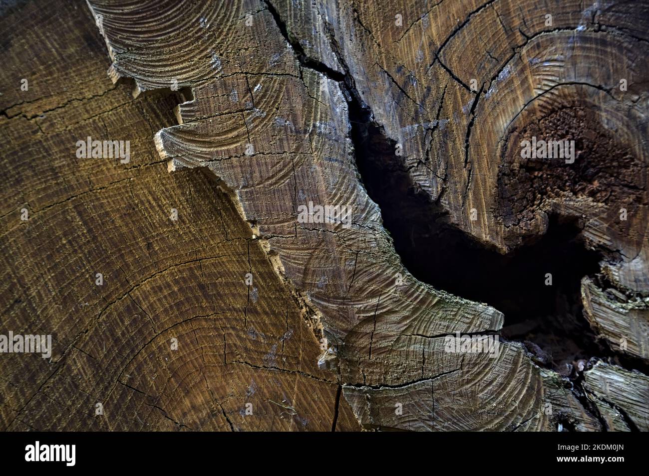 Tree trunk with a crack seen up close Stock Photo - Alamy