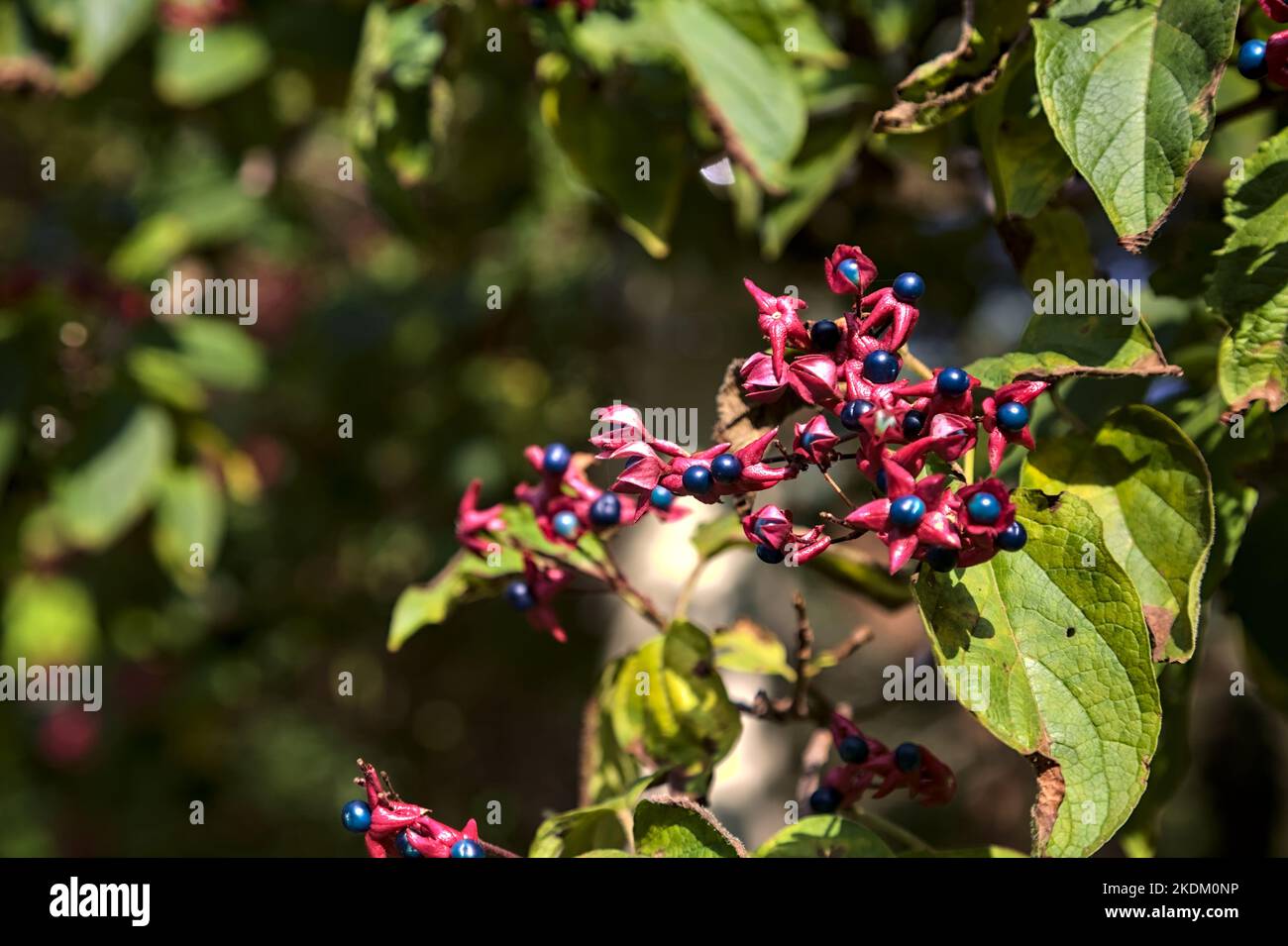Clerodendron trichotomum hi-res stock photography and images - Alamy
