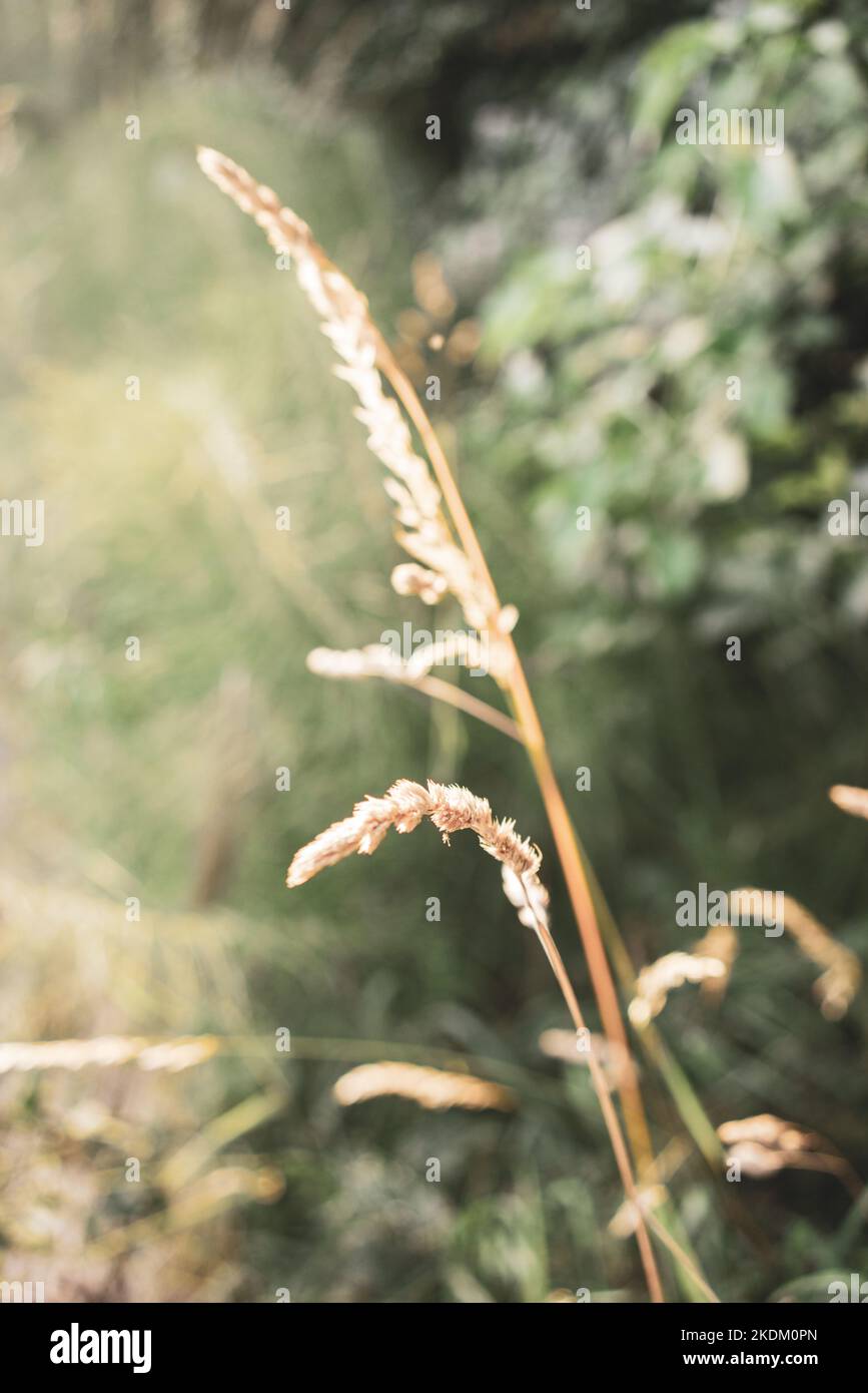 Roadside grasses in the summer in English countryside Stock Photo - Alamy