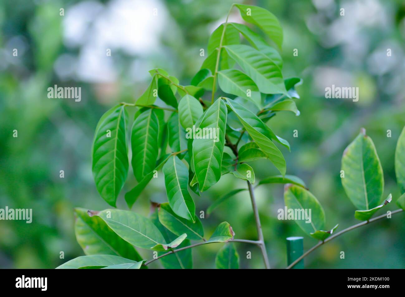 rambutan tree, rambutan plant or Nephelium lappaceum Linn plant Stock ...