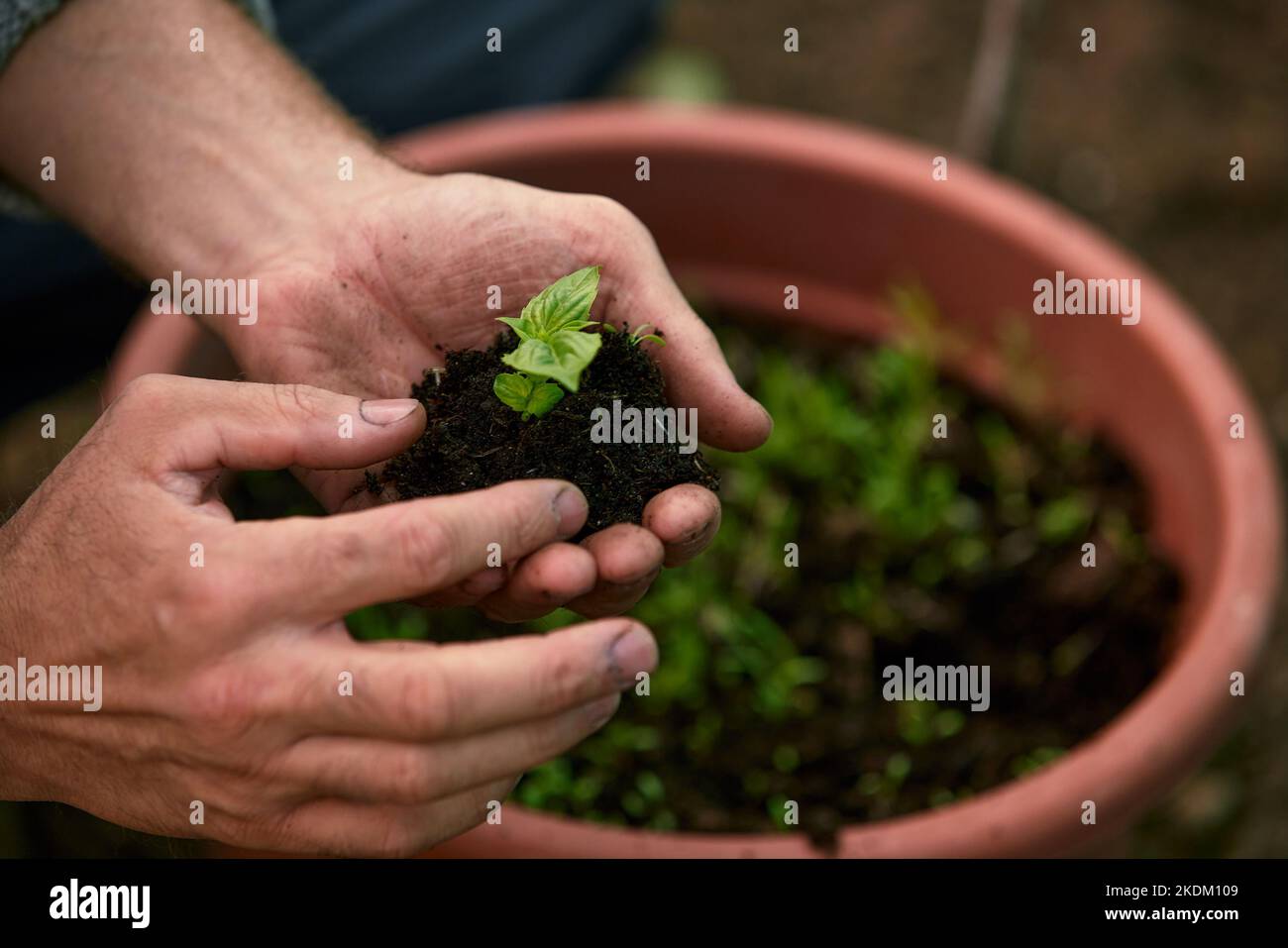 A male farmer holds a tree seedling in his hand to plant in the ...