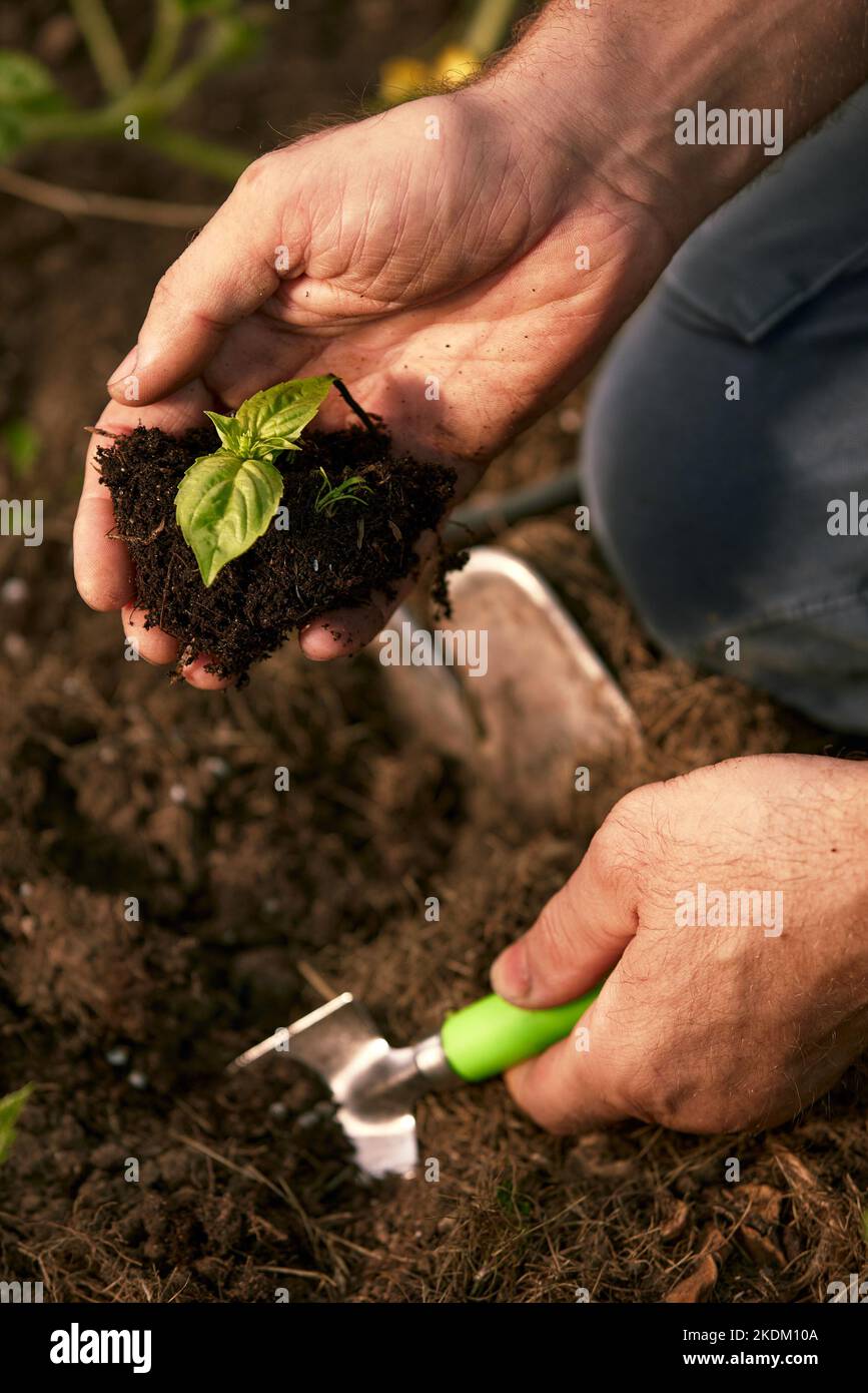 Close-up of a green leaf of a plant. Hands tamp the earth around the ...