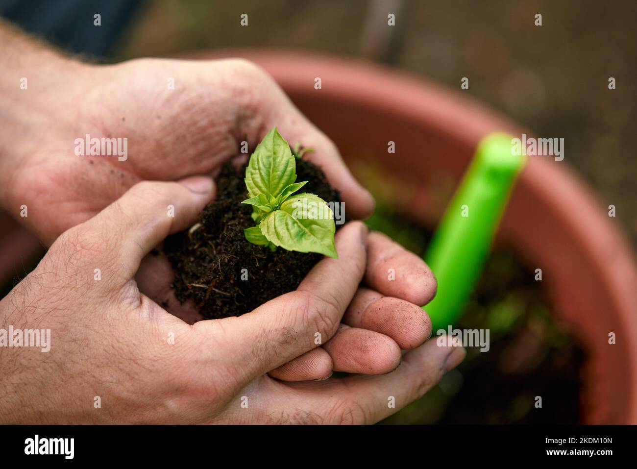 Close-up of a green leaf of a plant. Hands tamp the earth around the ...