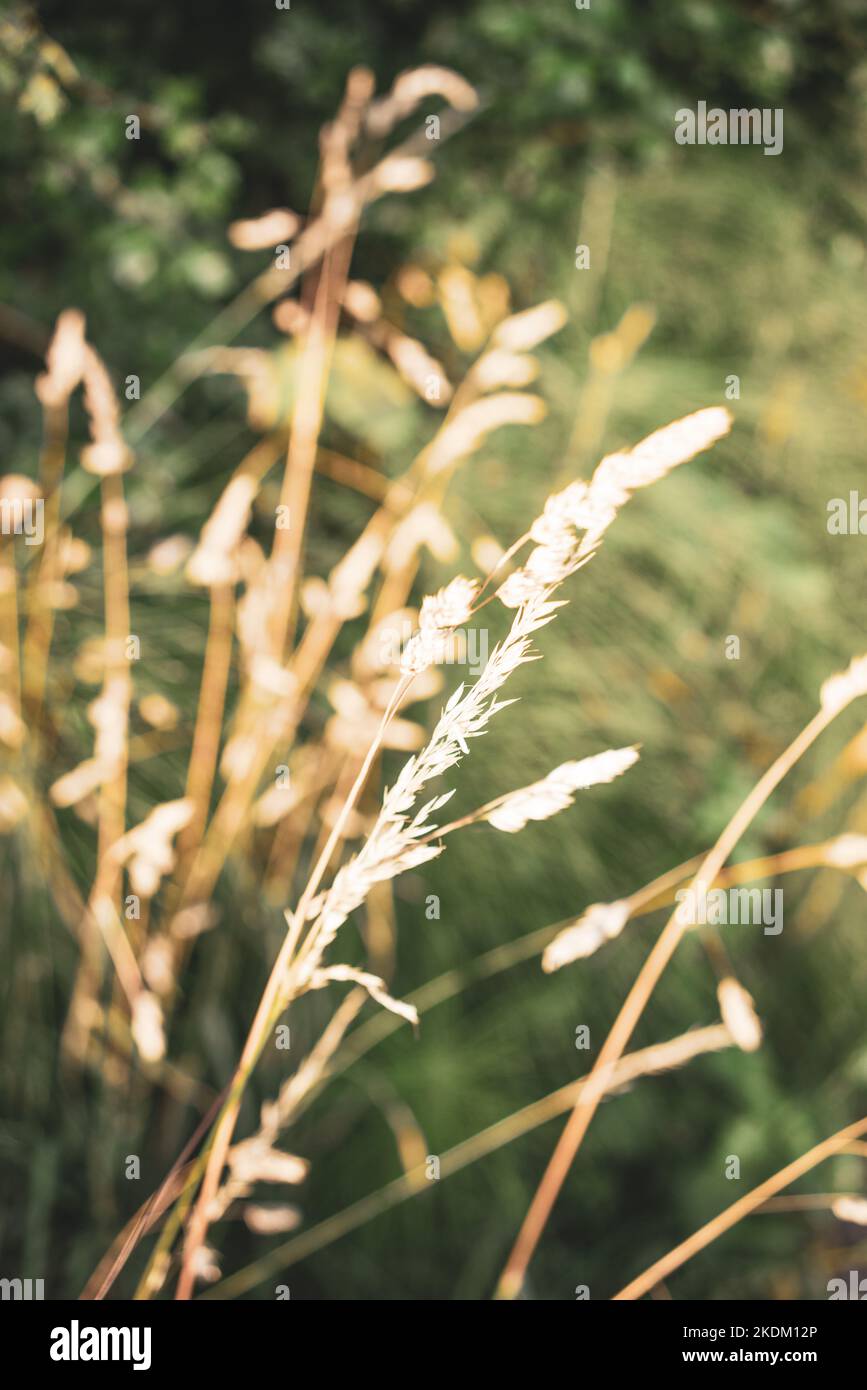Roadside grasses in the summer in English countryside Stock Photo - Alamy