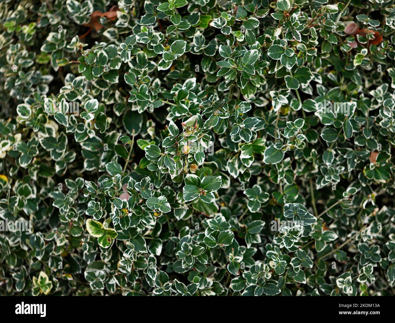 Close up of the white and green variegated evergreen perennial garden ...