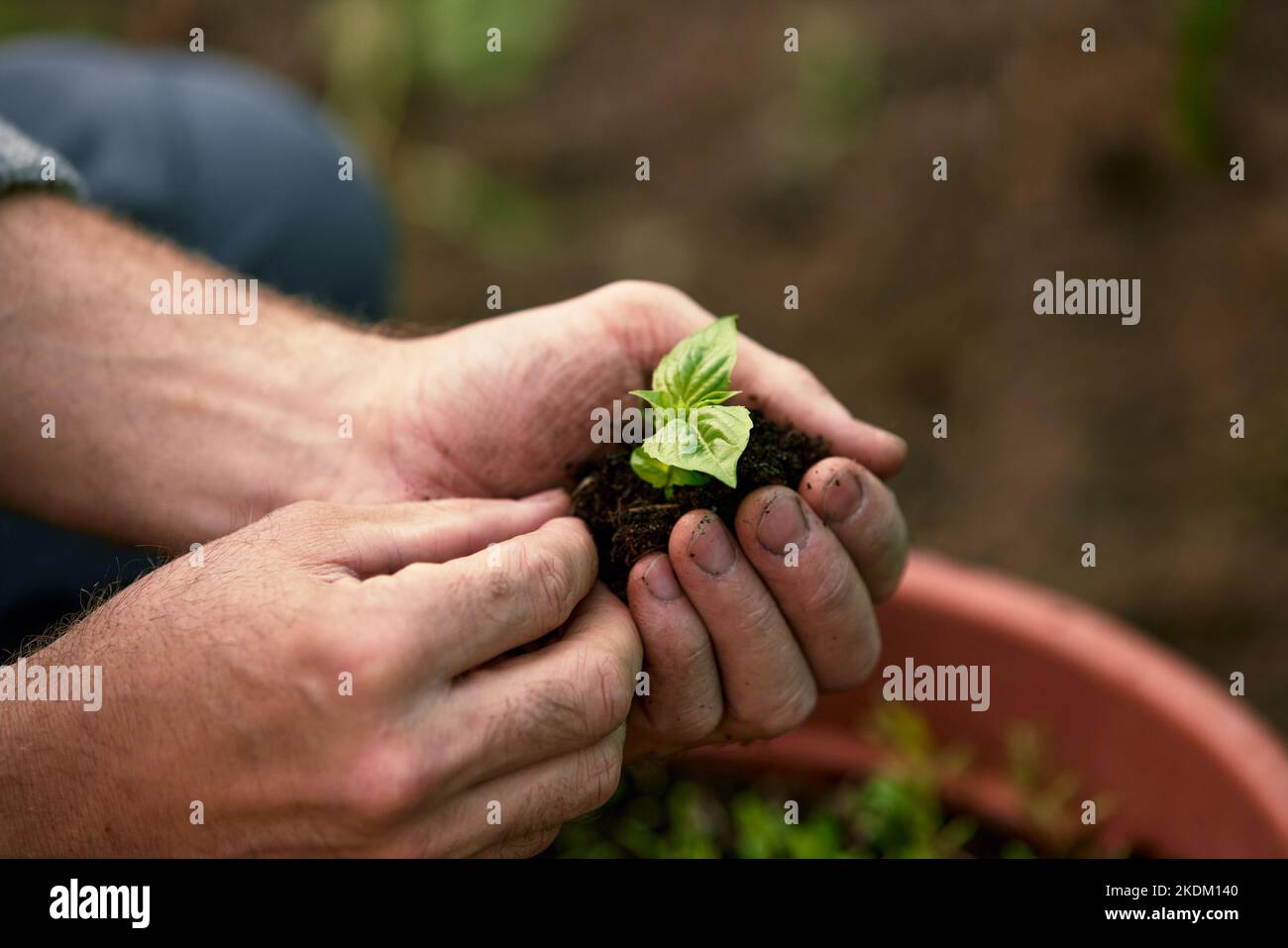 Close-up of a green leaf of a plant. Hands tamp the earth around the ...