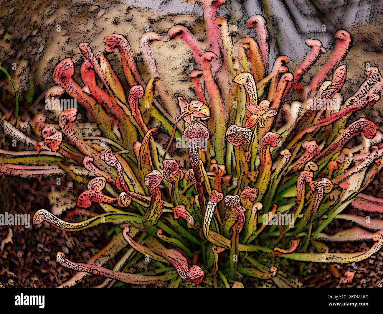 Illustrative multicoloured tube pitfalls of the perennial garden ...