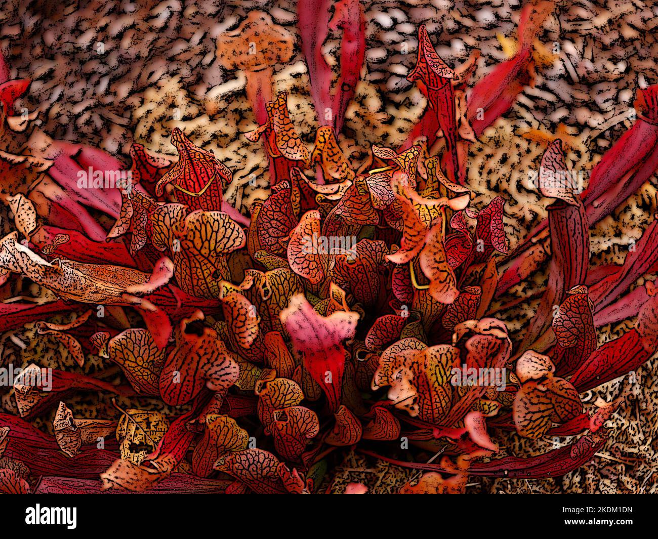 Illustrative multicoloured tube pitfalls of the perennial garden ...