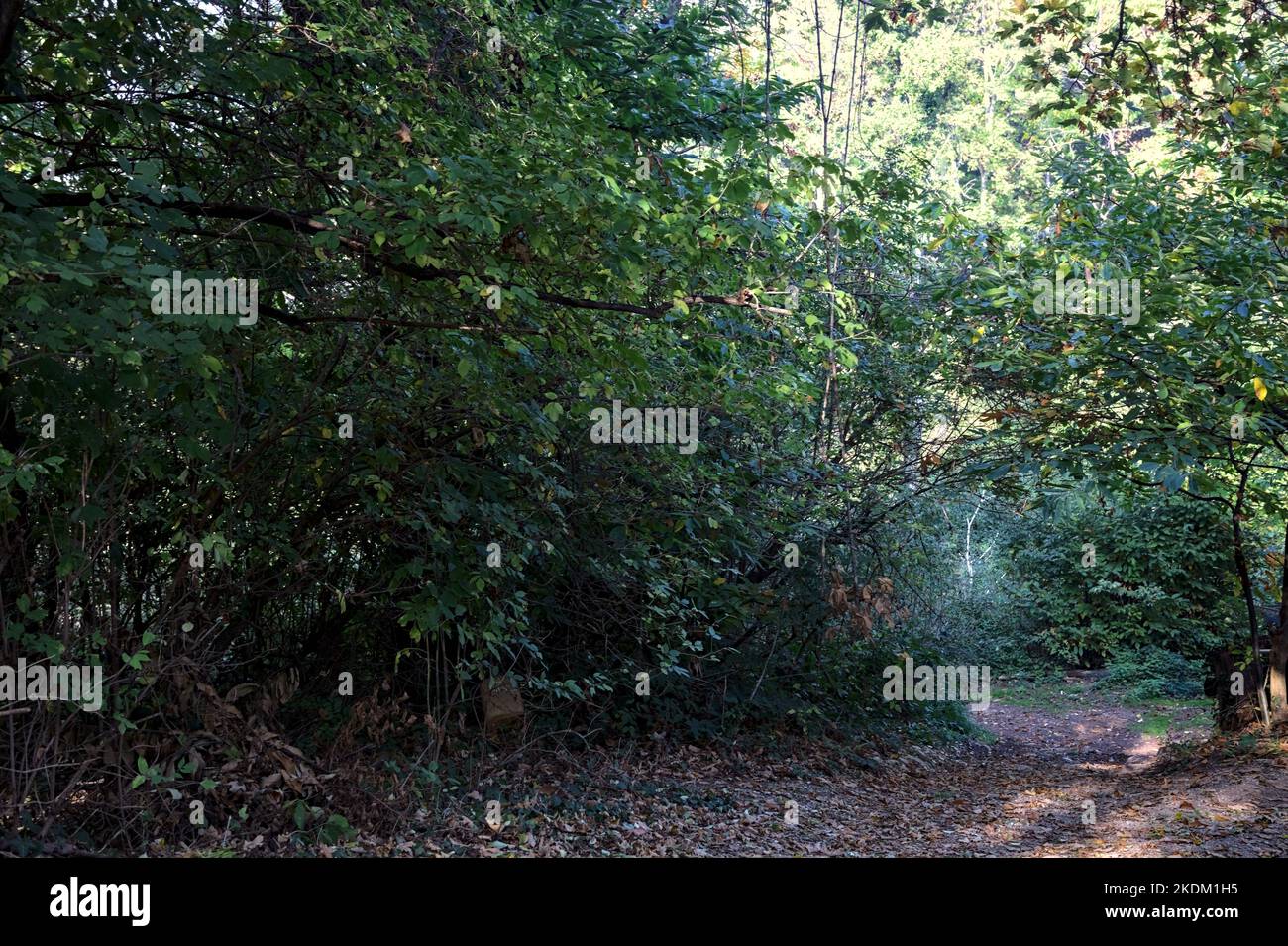 Dirt path covered by foliage in a forest on a mountain in autumn Stock ...