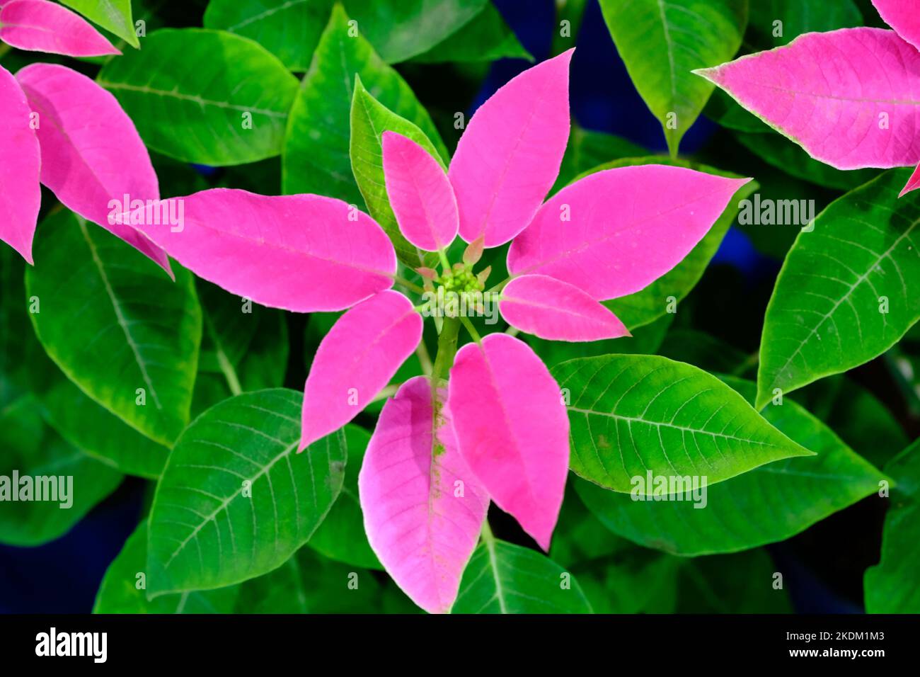 Pink leaves texture background, colorful leaves, nature concept ...