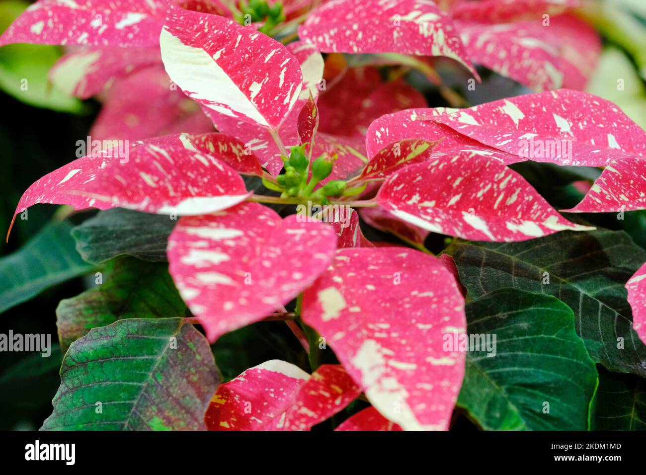 Pink leaves texture background, colorful leaves, nature concept ...