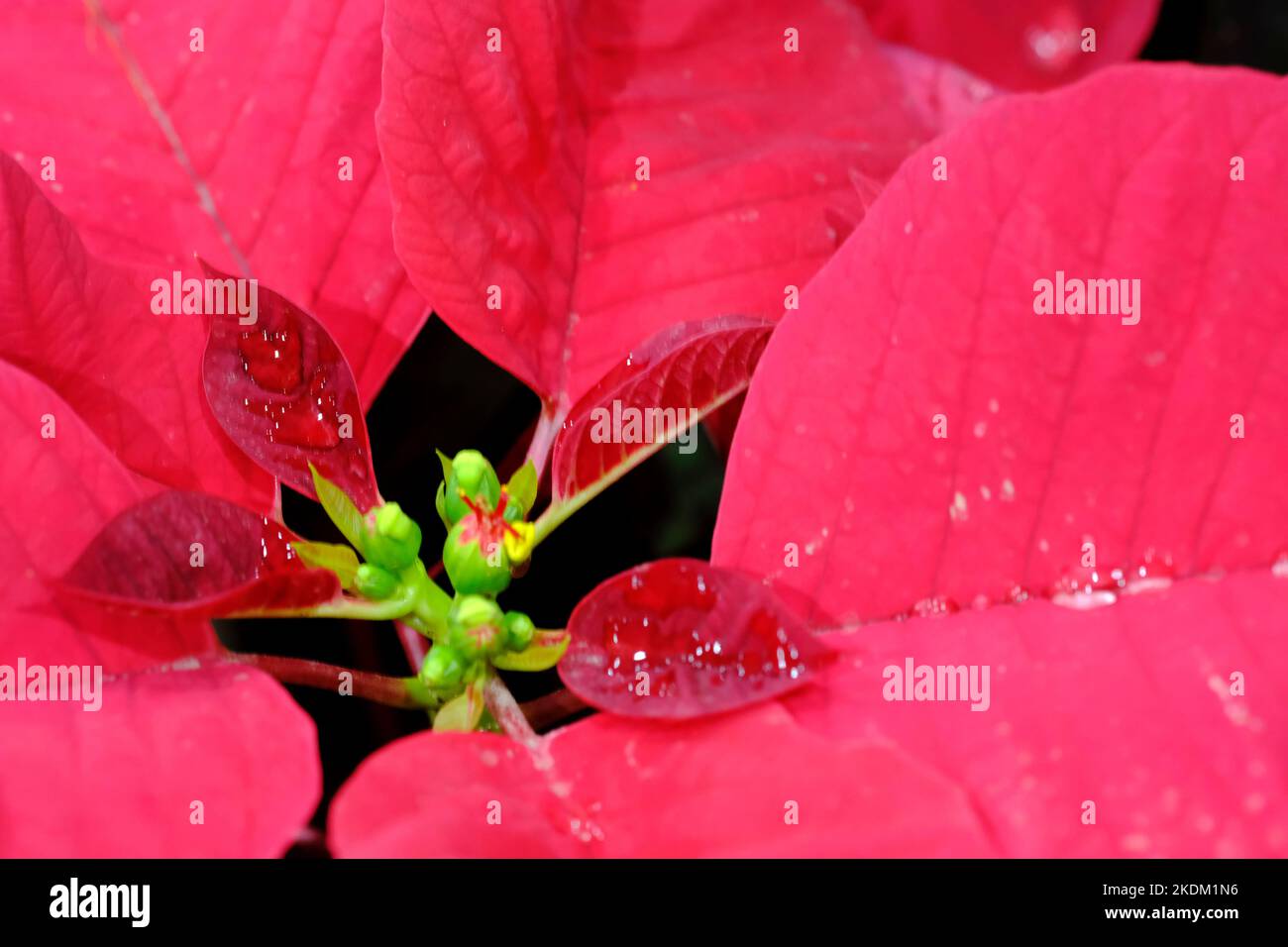 Pink leaves texture background, colorful leaves, nature concept ...