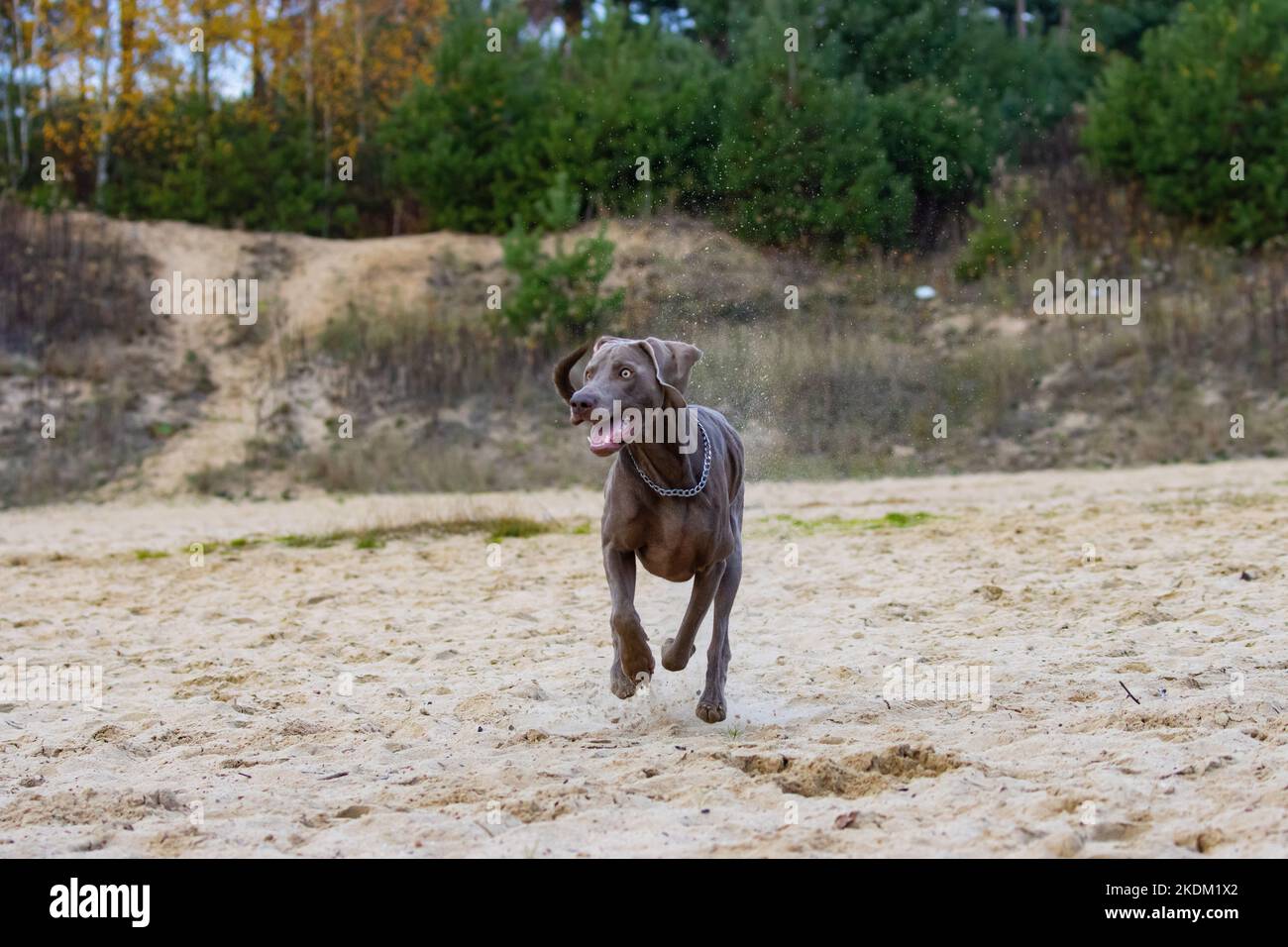 Weimaraner shorthaired pointer. Beautiful brown beagle. Purebred dog on ...