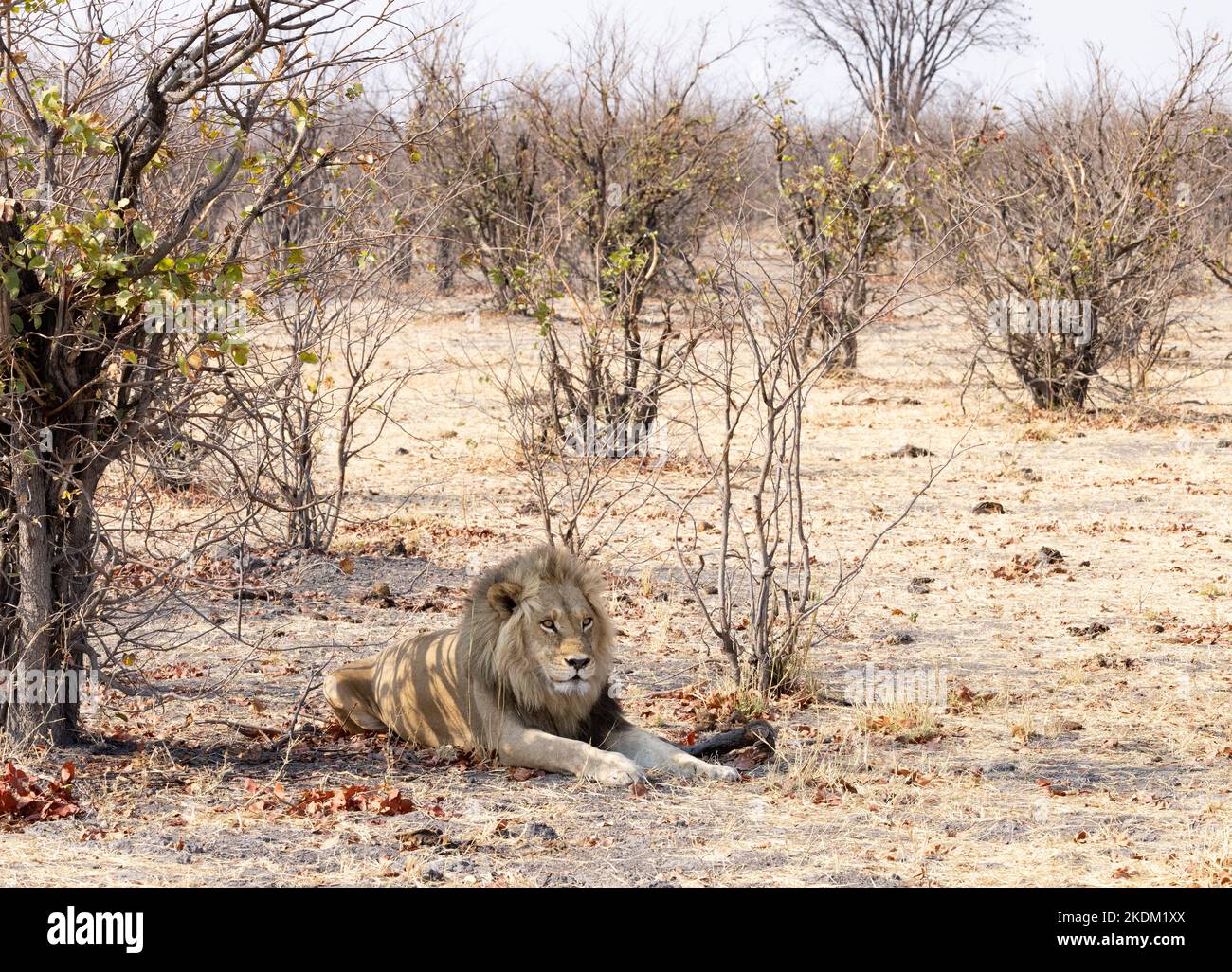 One adult male lion, Panthera leo, sitting in the bush; Savuti, Chobe ...