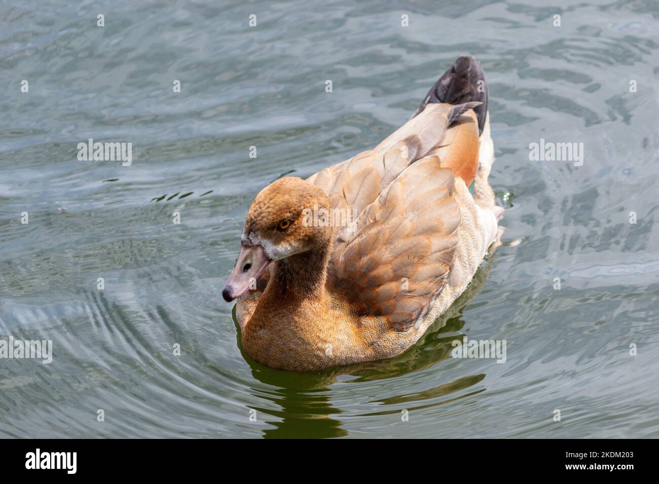 Grovelands Park, London, UK - June 29th 2013: An Egyptian Goose on ...
