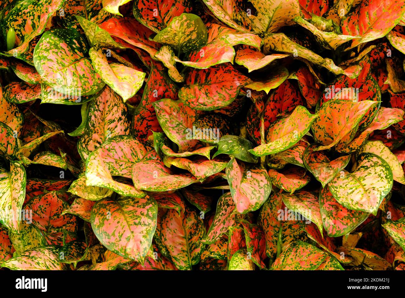 Green leaves texture background, colorful leaves, nature concept ...
