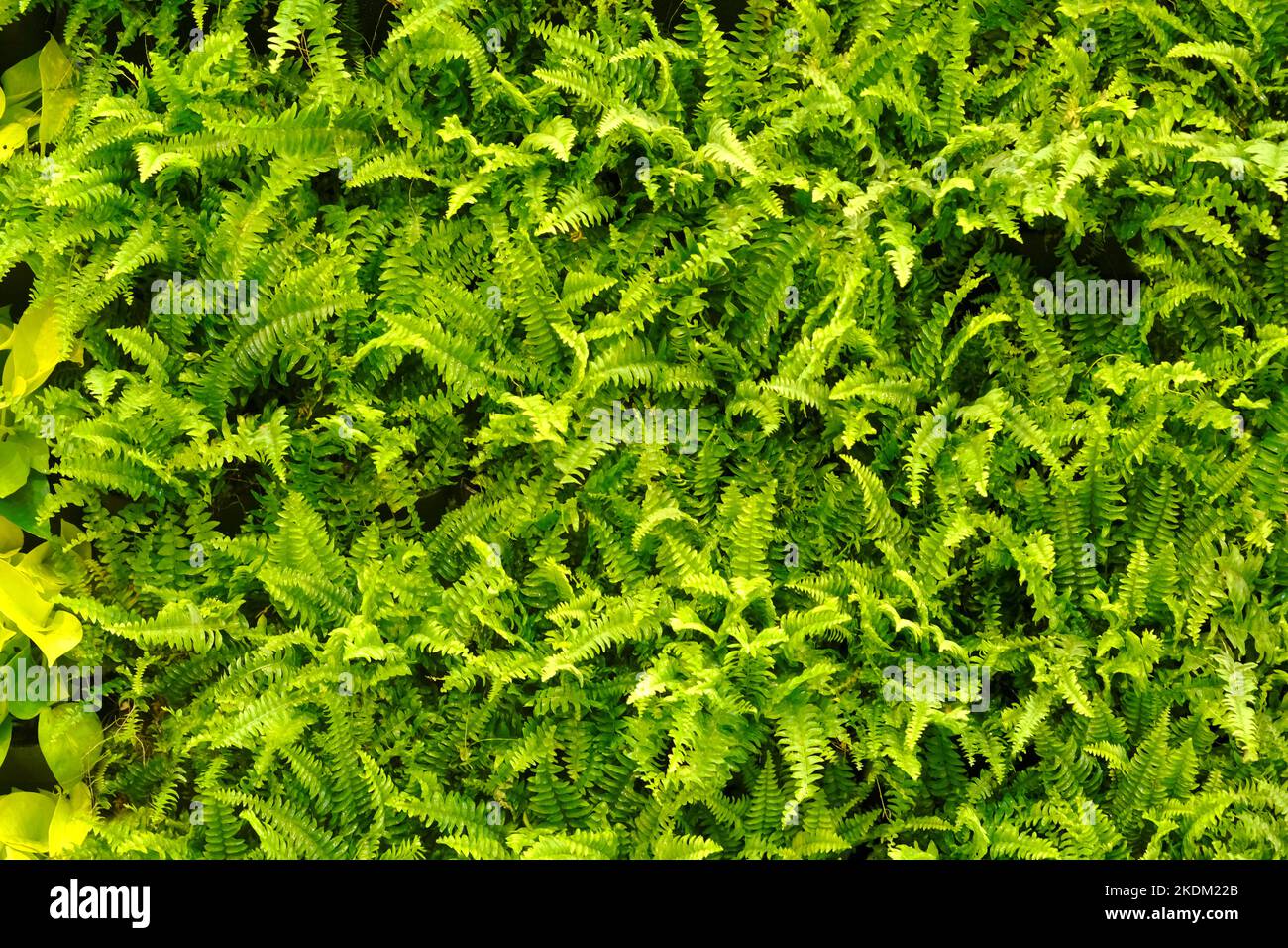 Green leaves texture background, colorful leaves, nature concept ...