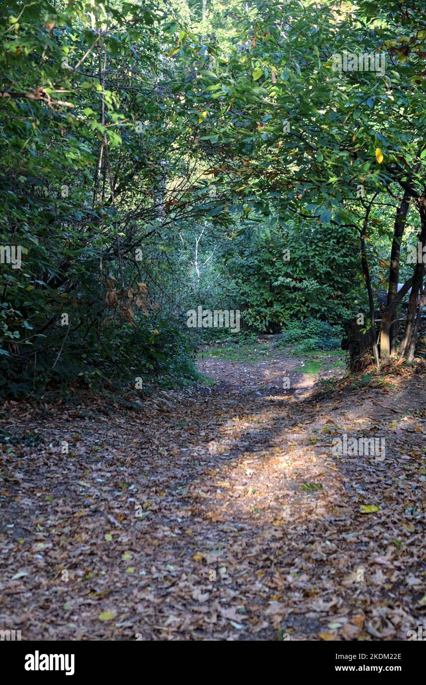 Dirt path covered by foliage in a forest on a mountain in autumn Stock Photo - Alamy