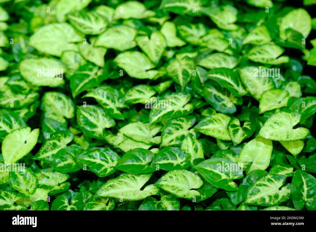 Green leaves texture background, colorful leaves, nature concept ...