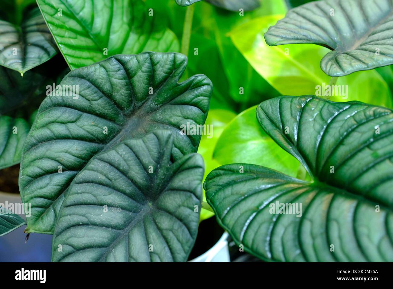 Green leaves texture background, colorful leaves, nature concept ...