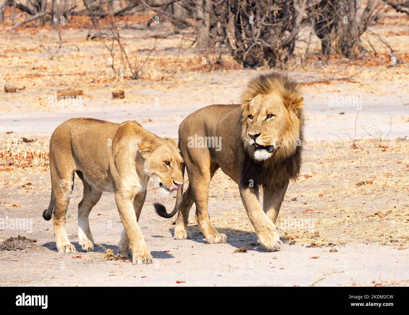 Lion, male and female pair, Panthera leo, Moremi Game Reserve, Okavango ...