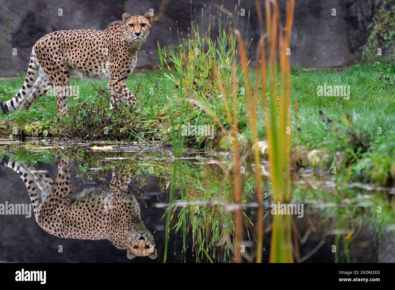 Worlds fastest cat hi-res stock photography and images - Alamy