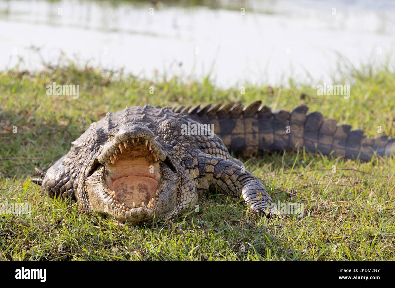 Nile Crocodile Africa; Crocodylus niloticus, large adult croc with ...