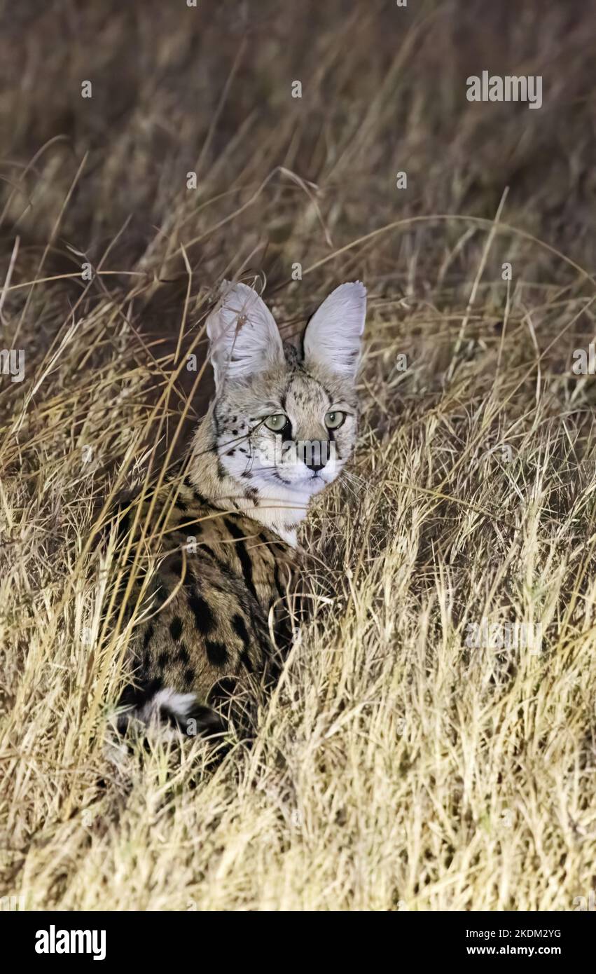 African wild cat hi-res stock photography and images - Alamy