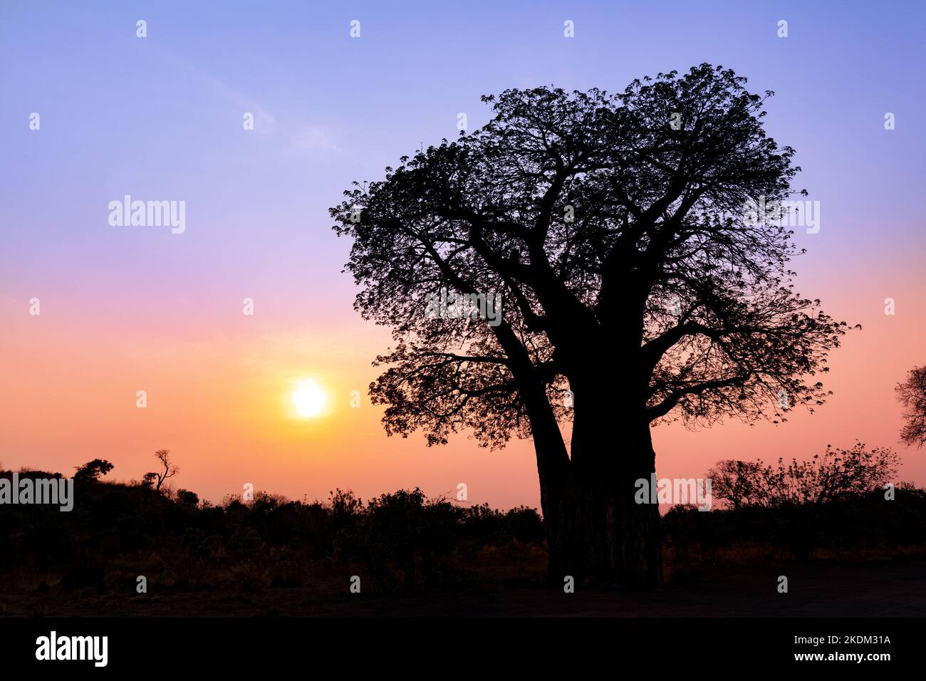 Colourful Africa sunrise with a silhouette of a Baobab tree in the ...