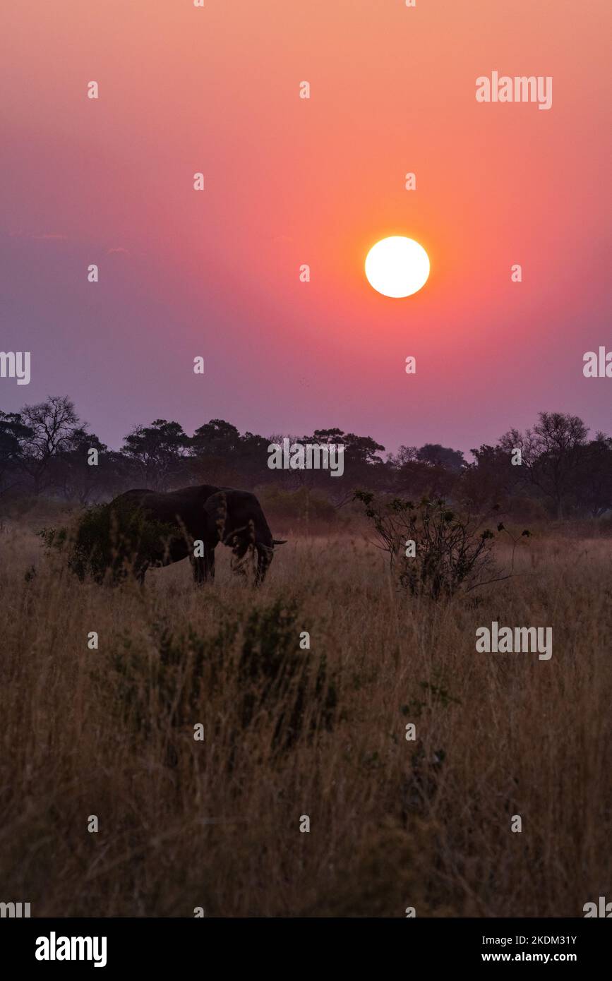 Africa sunset - landscape with sun setting over a single male elephant ...
