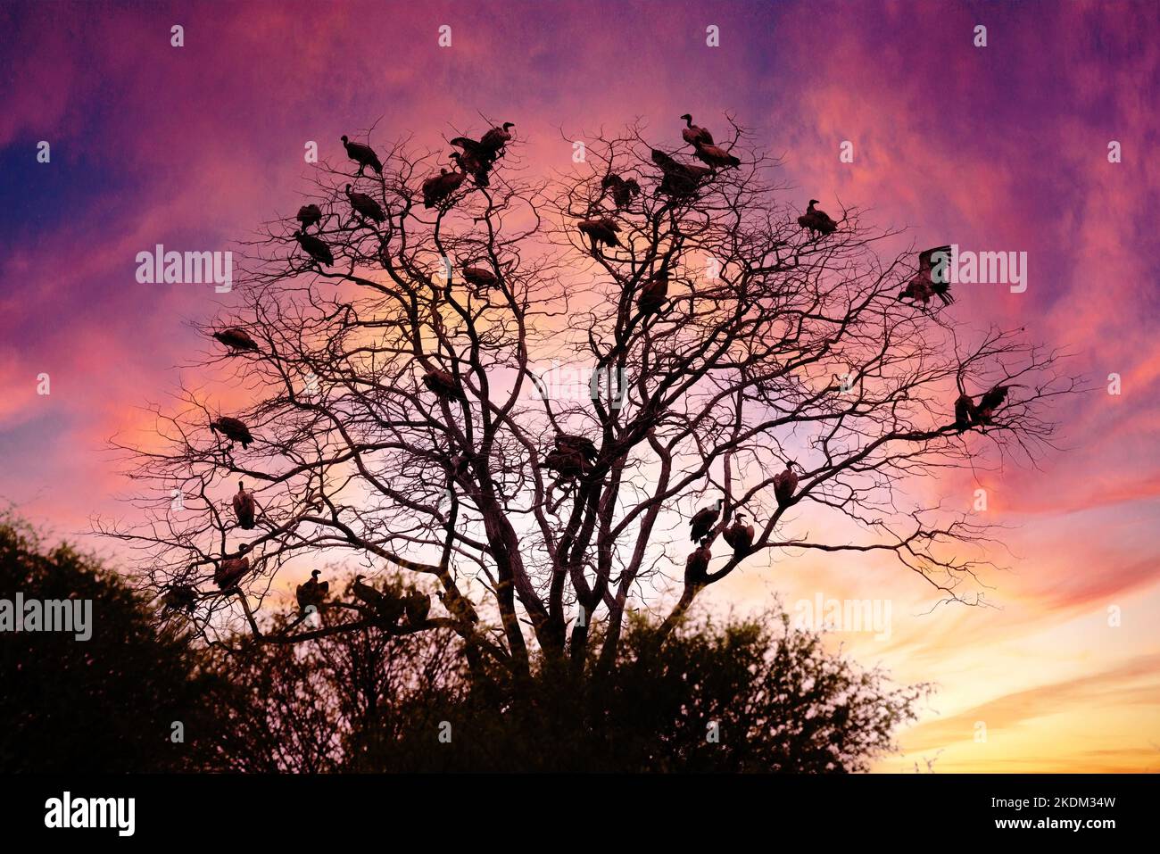 Colourful African sunset with silhouette of vultures in a tree, Chobe ...