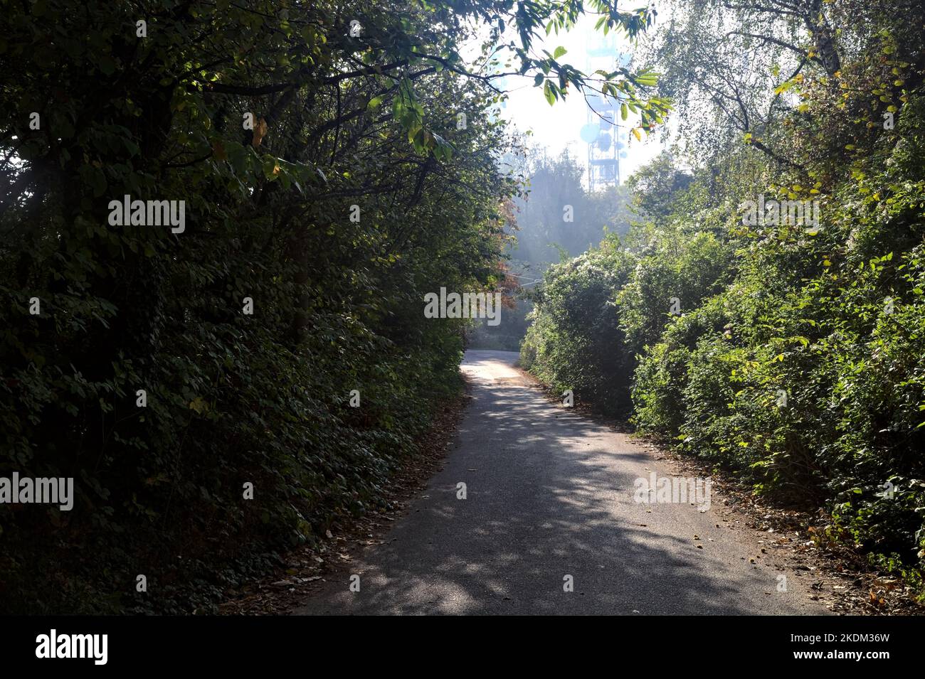 Road in the shade in a forest with trees framing antennas in the ...