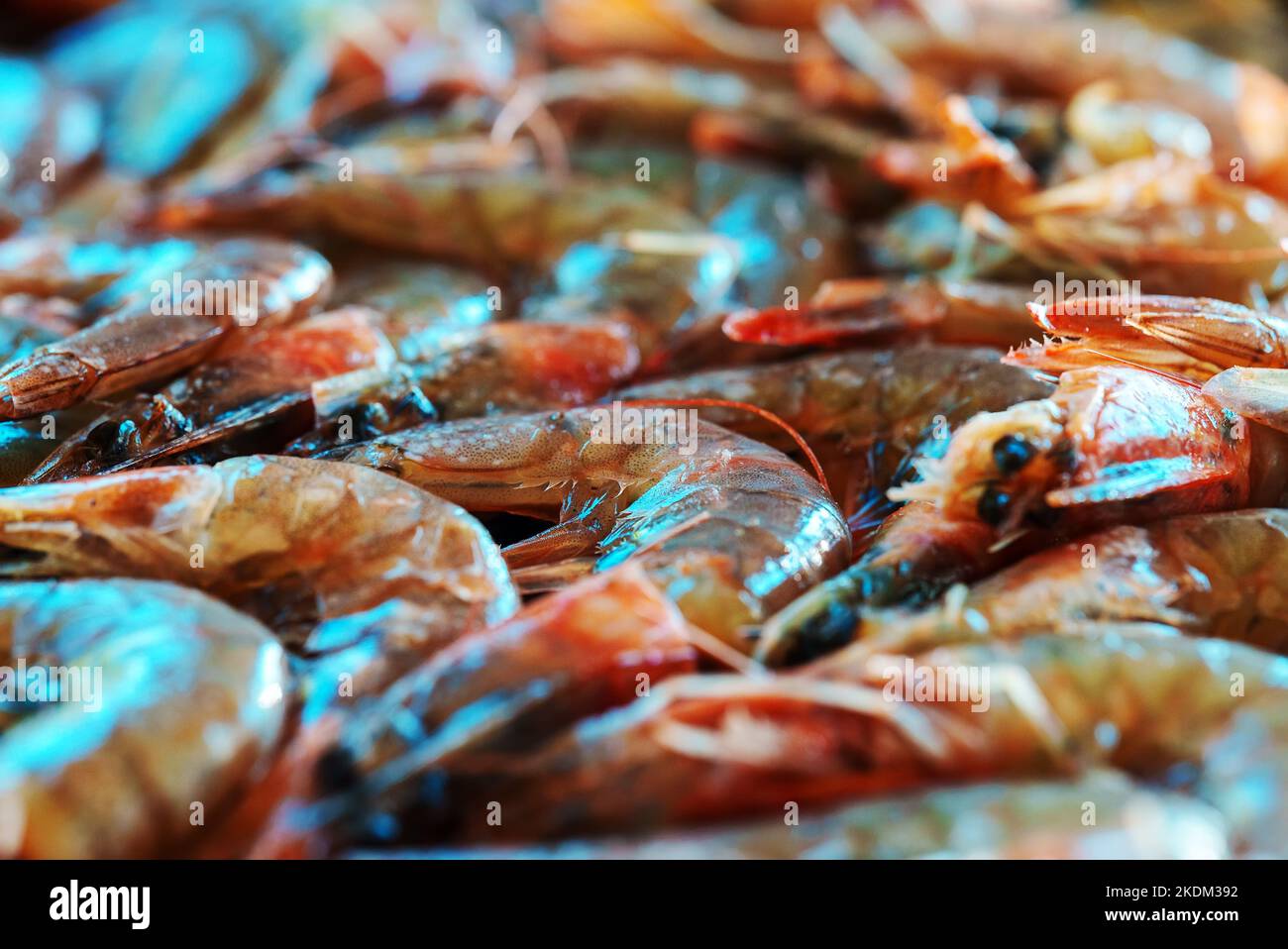 Freshly caught shrimp is ready to be cooked Stock Photo - Alamy