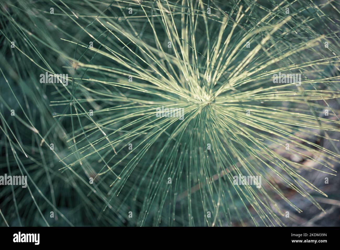 Roadside grasses in the summer in English countryside Stock Photo - Alamy